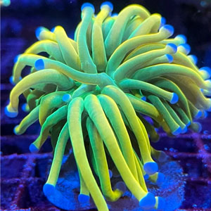 Southern Aquatic Experience| Columbia Southern Aquatic Experience
